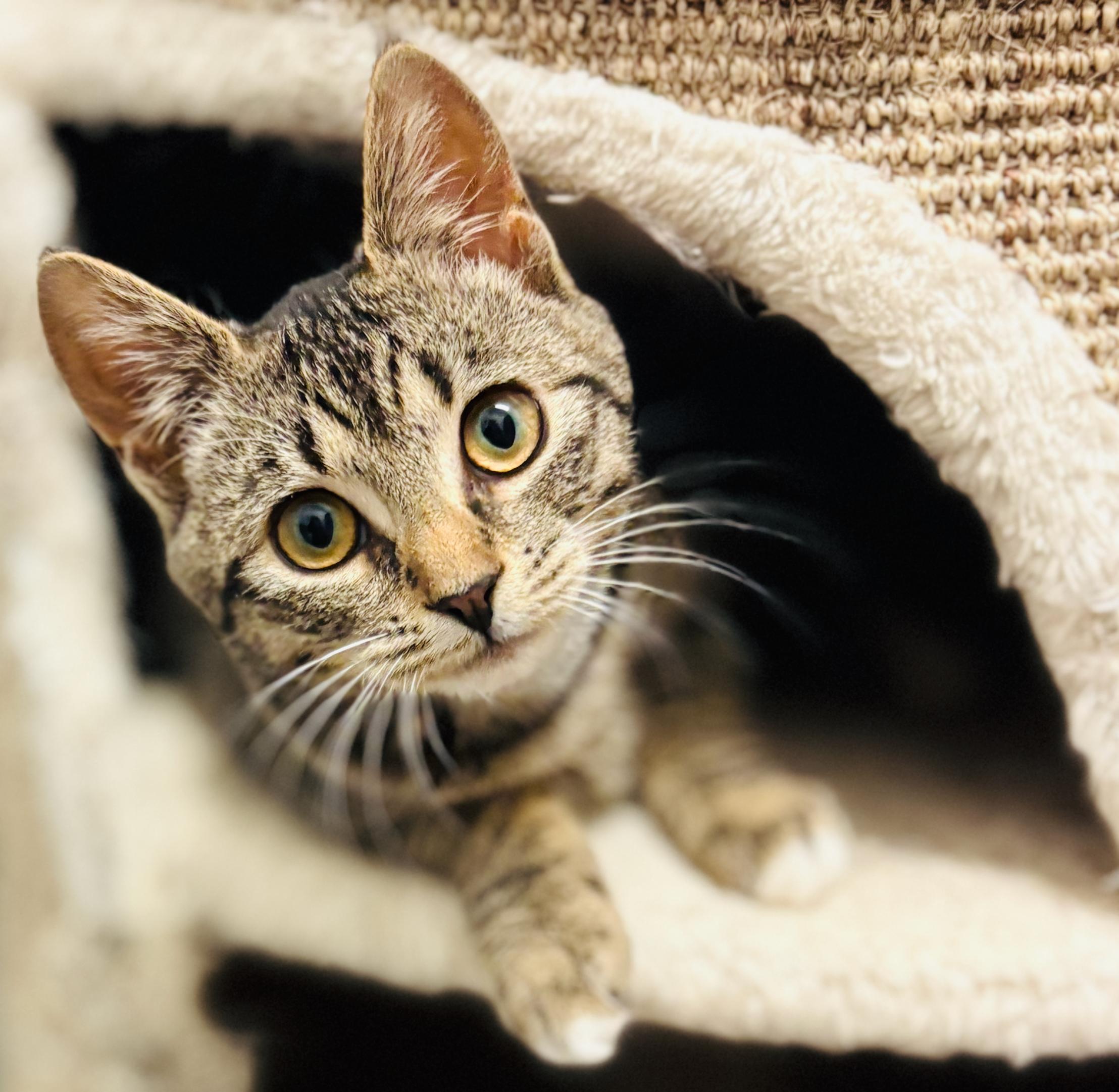 Low-Income Spay Neuter Assistance Program (LI-SNAP) | CCSPCA